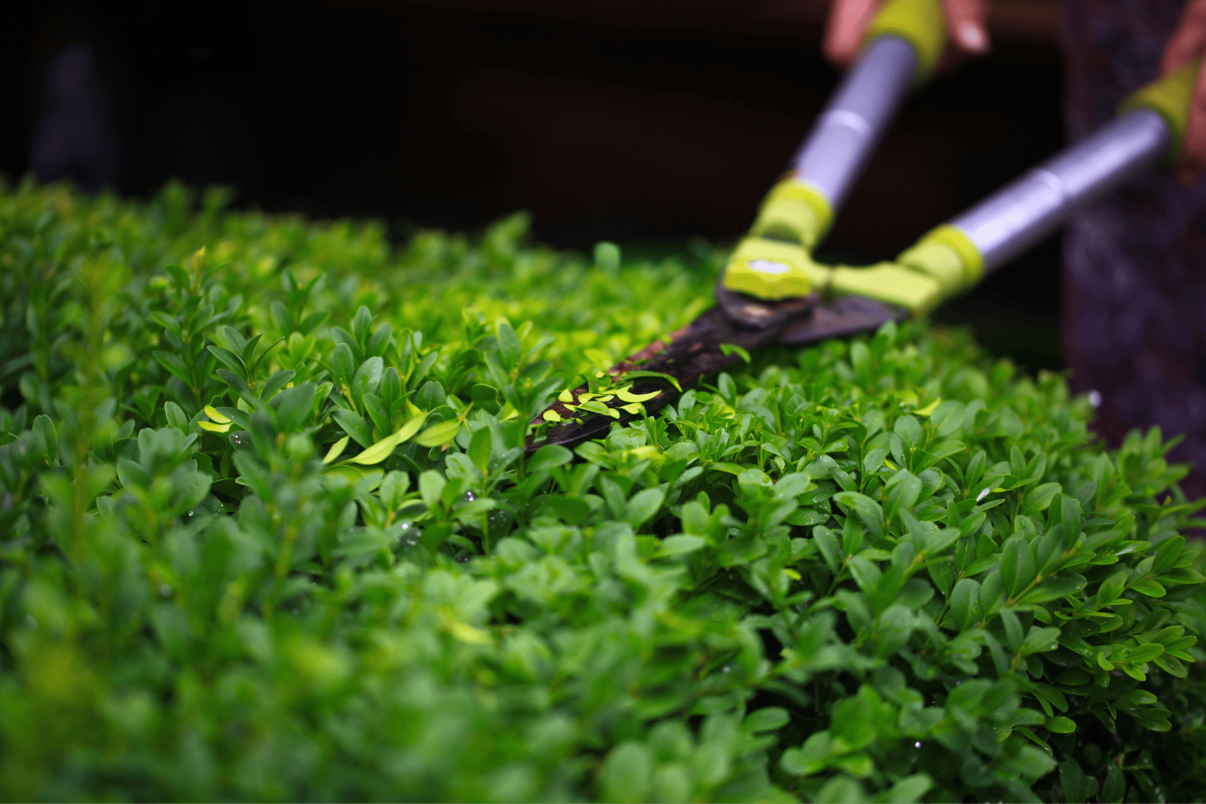 Services - Highland Horticultural Services